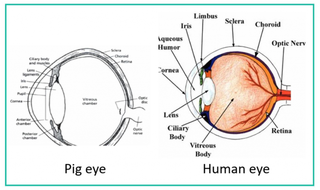 LIM21 reaches the retina of pig eyes | Limno Pharma - EN